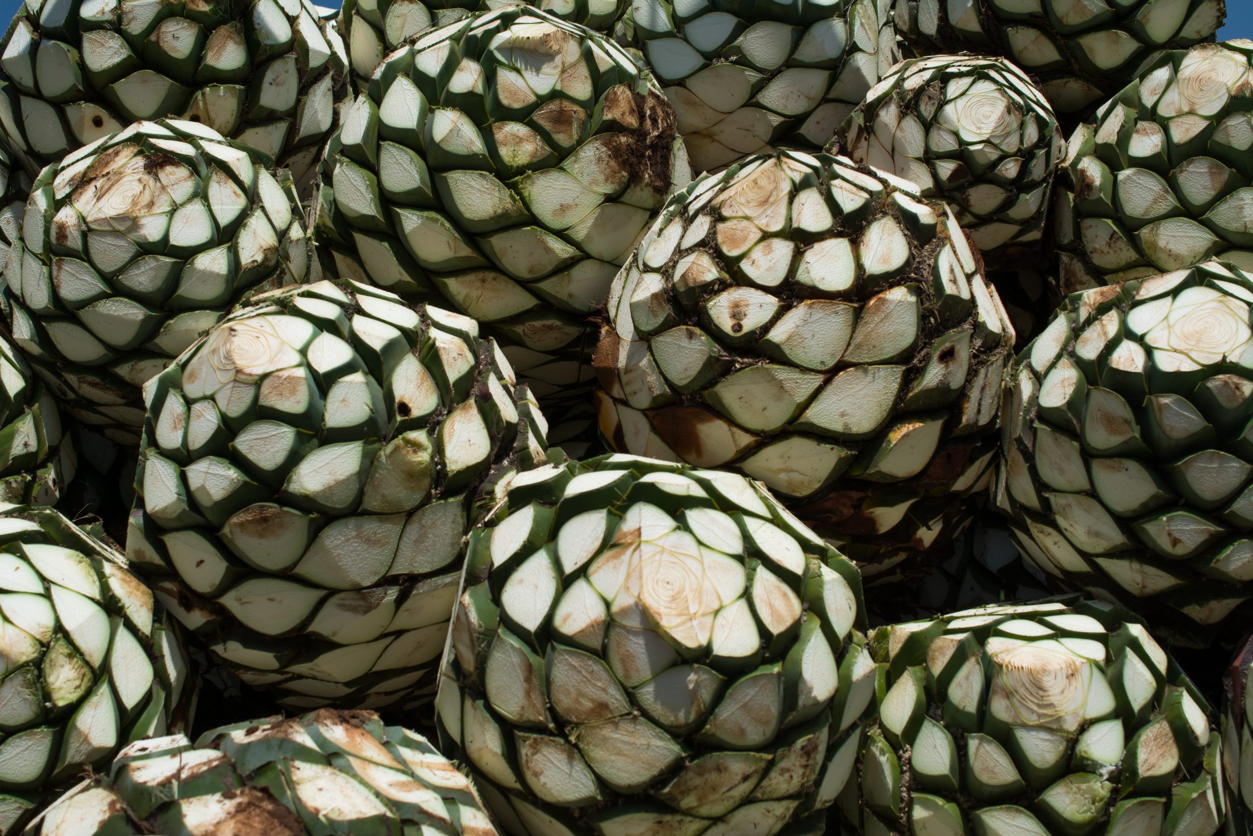 Variedades de maguey más usados para elaborar mezcal