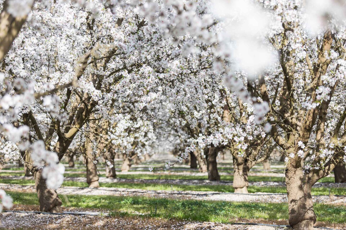 10 destinos para ver florecer árboles y plantas