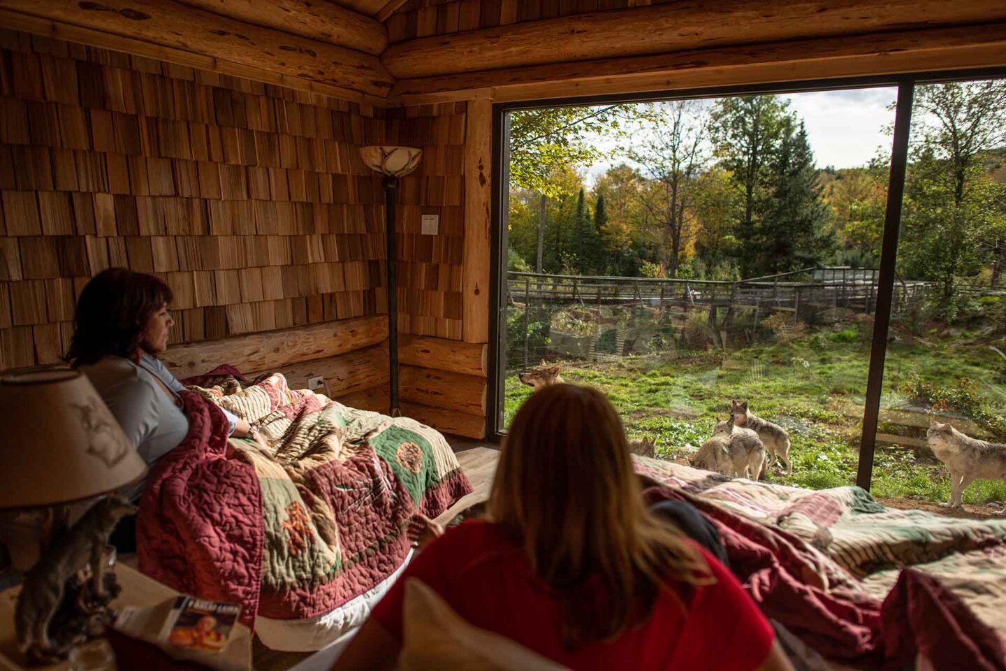 Canadá salvaje: un recorrido por su fauna