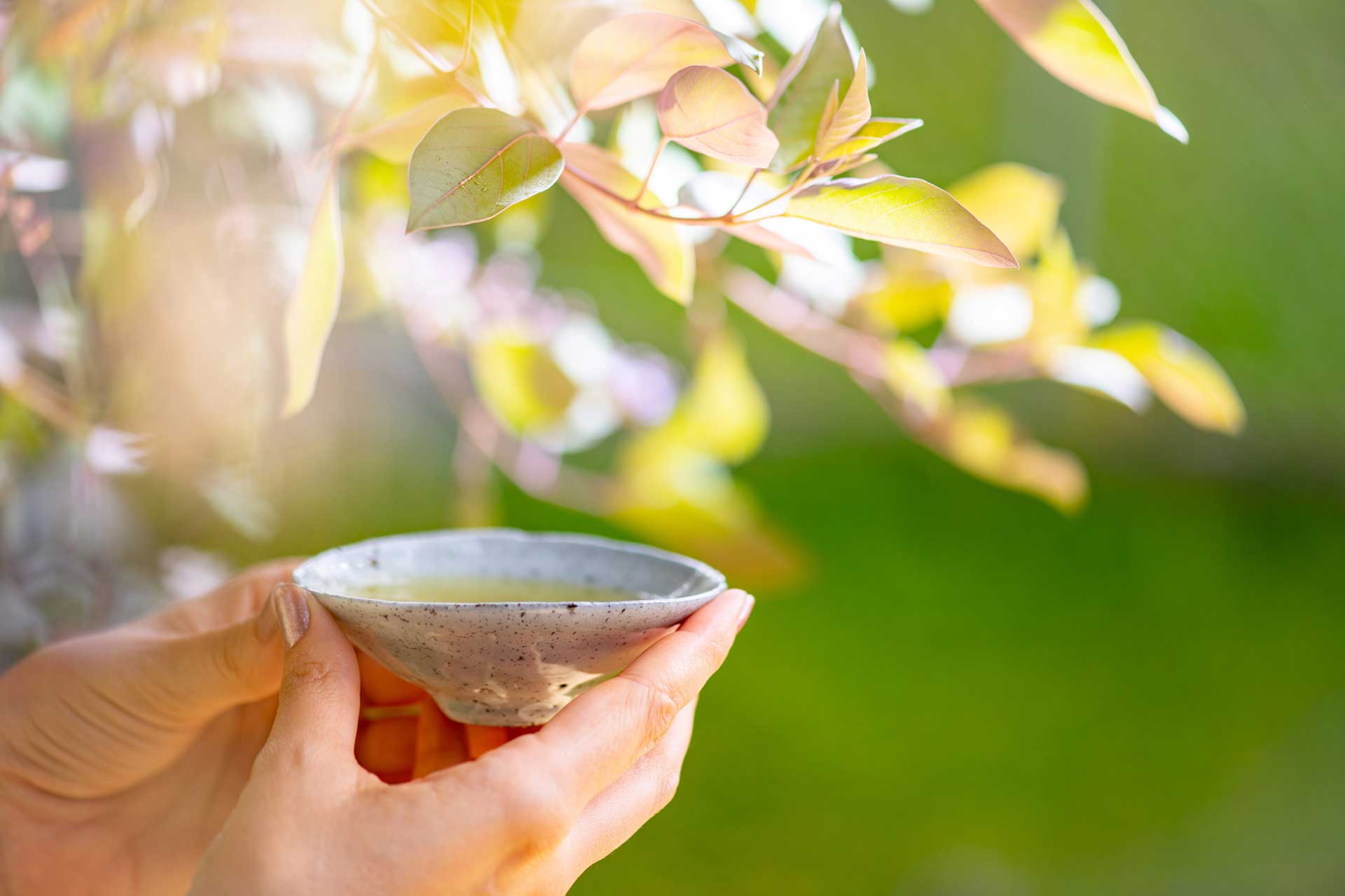 Cómo iniciarse en el mundo del té. Parte I