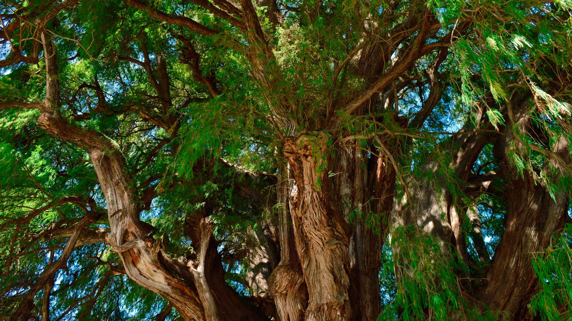 Ahuehuete: testigo de la historia de México