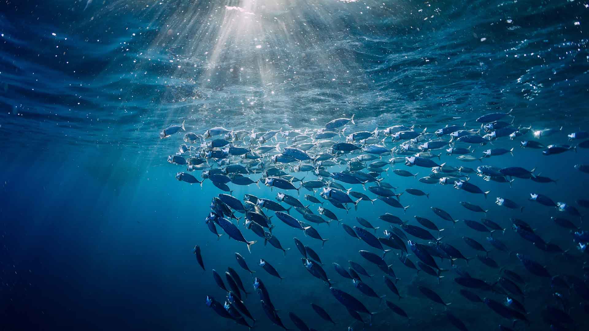 6 datos que no sabías sobre el atún