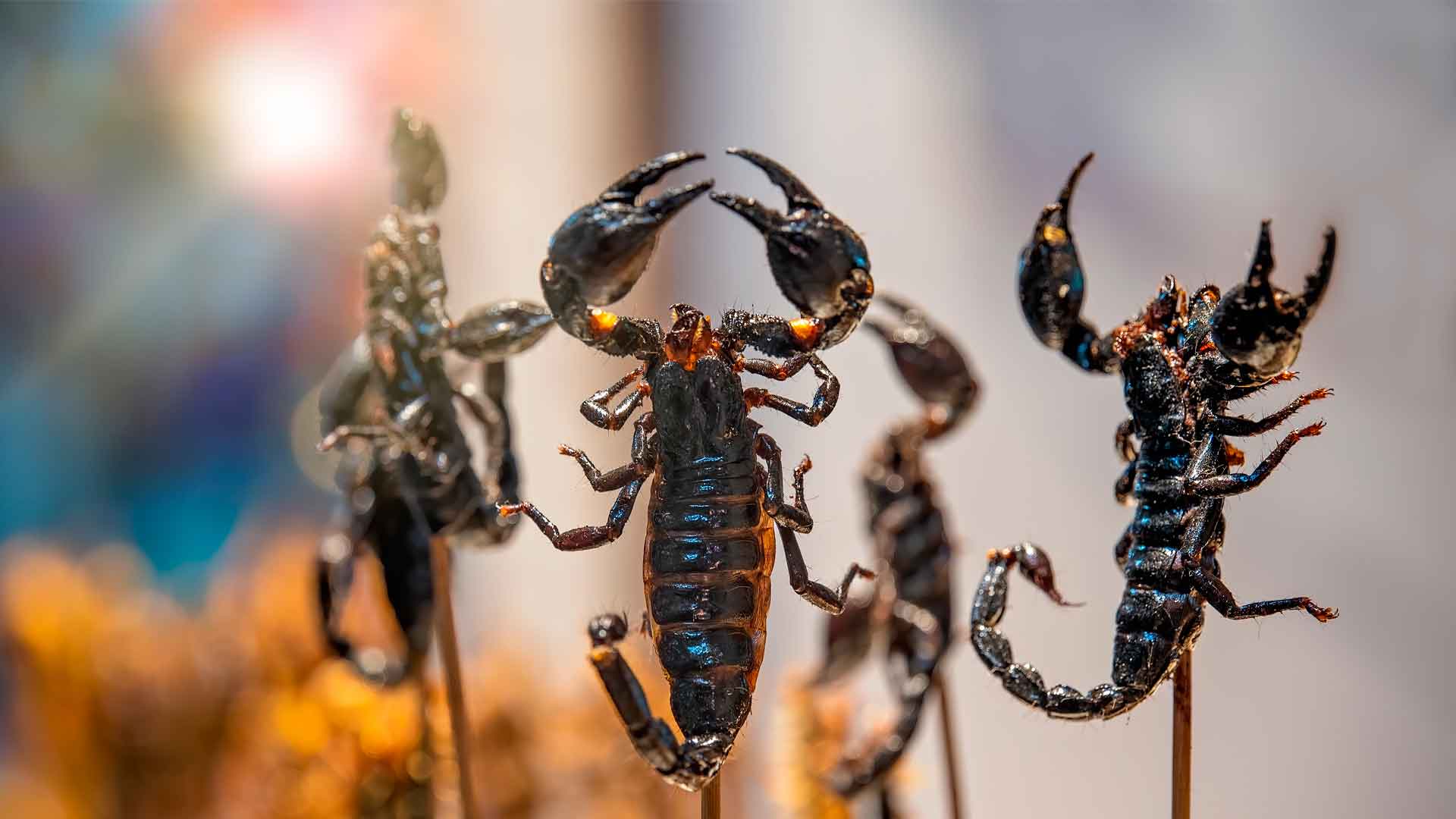 8 insectos que no sabías que puedes comer