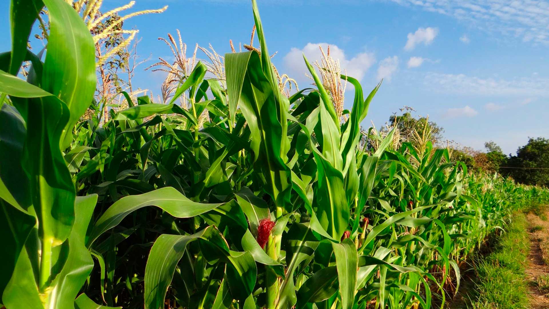 La milpa: libros, platos y destilados que le rinden tributo