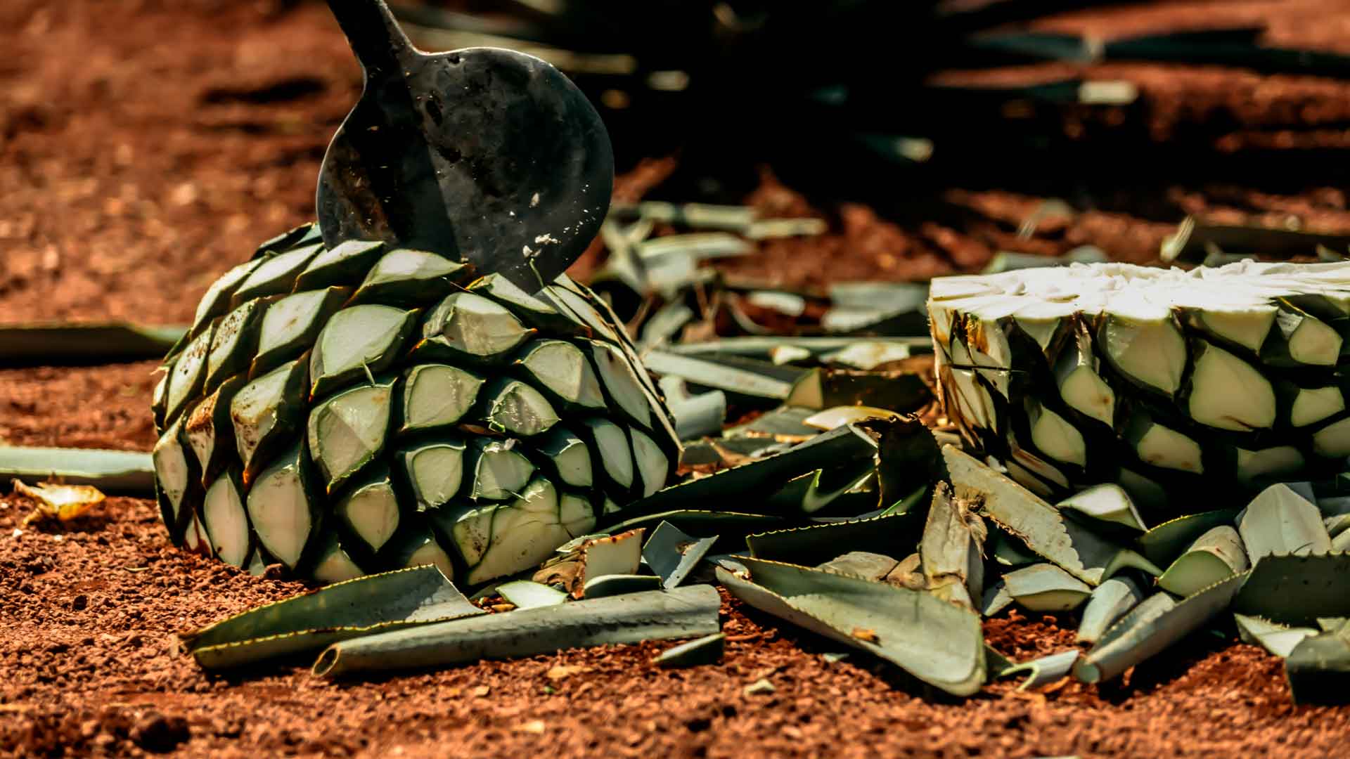 Las Garrafas presenta su tequila Premium