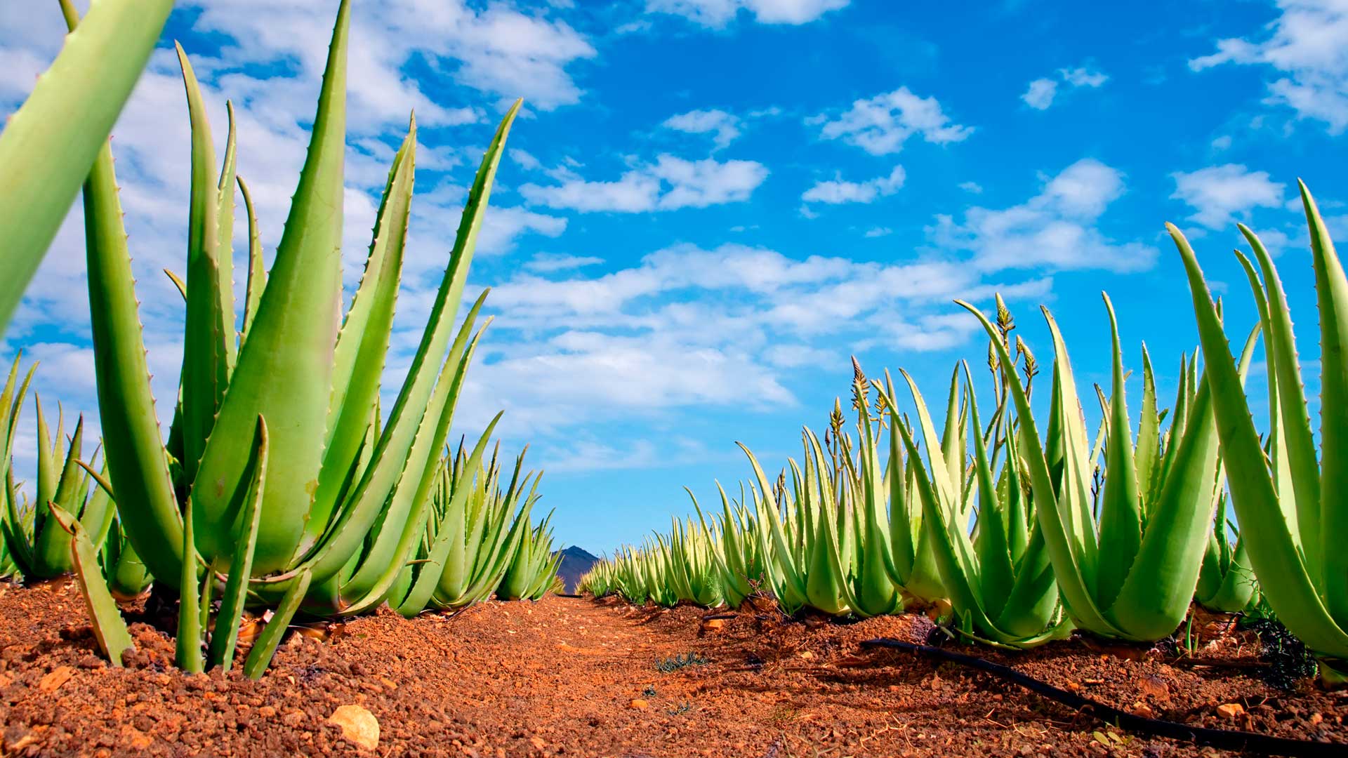 Maguey, el oro verde de los mexicanos