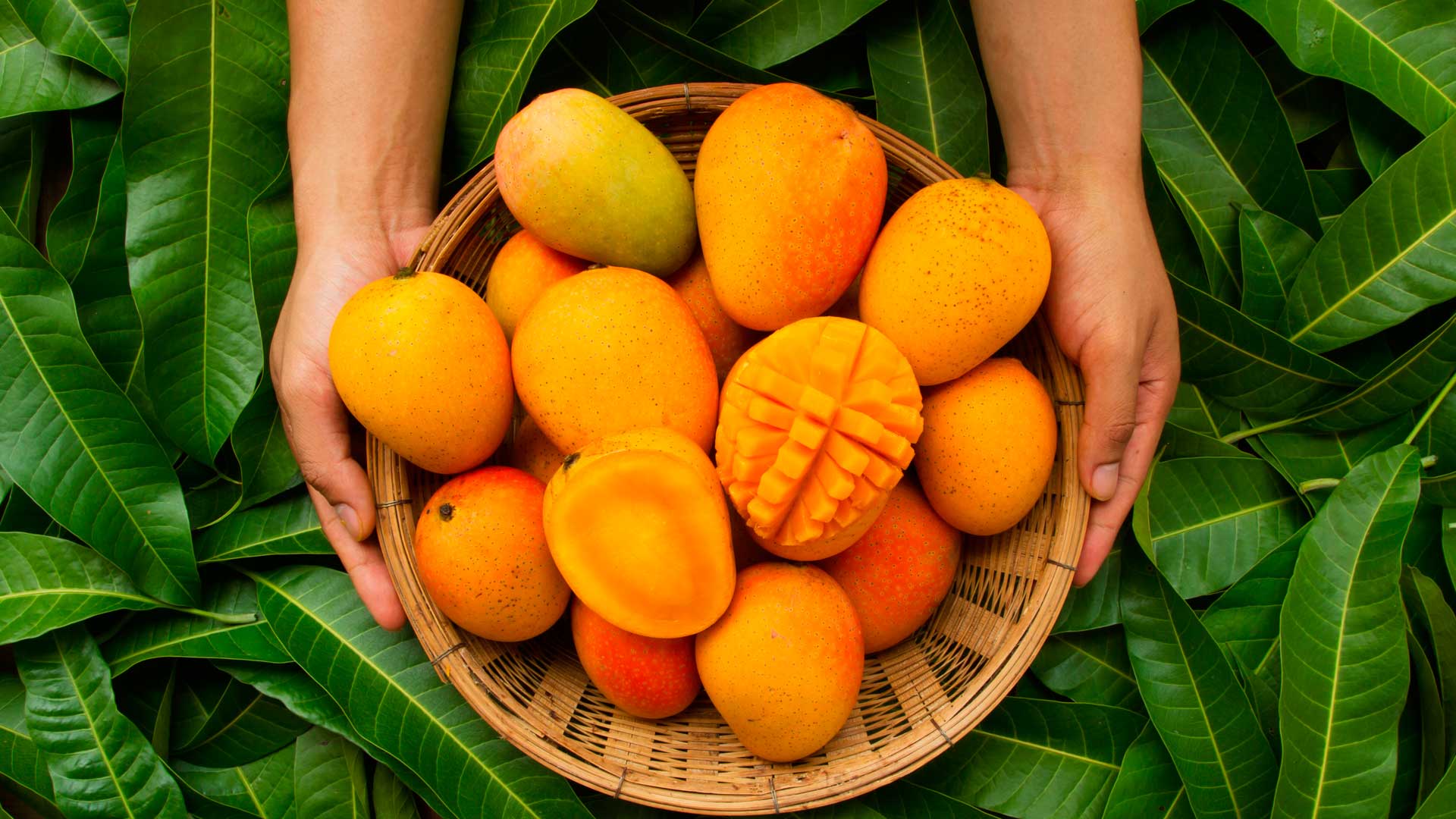 Mango: radiografía de esta deliciosa fruta