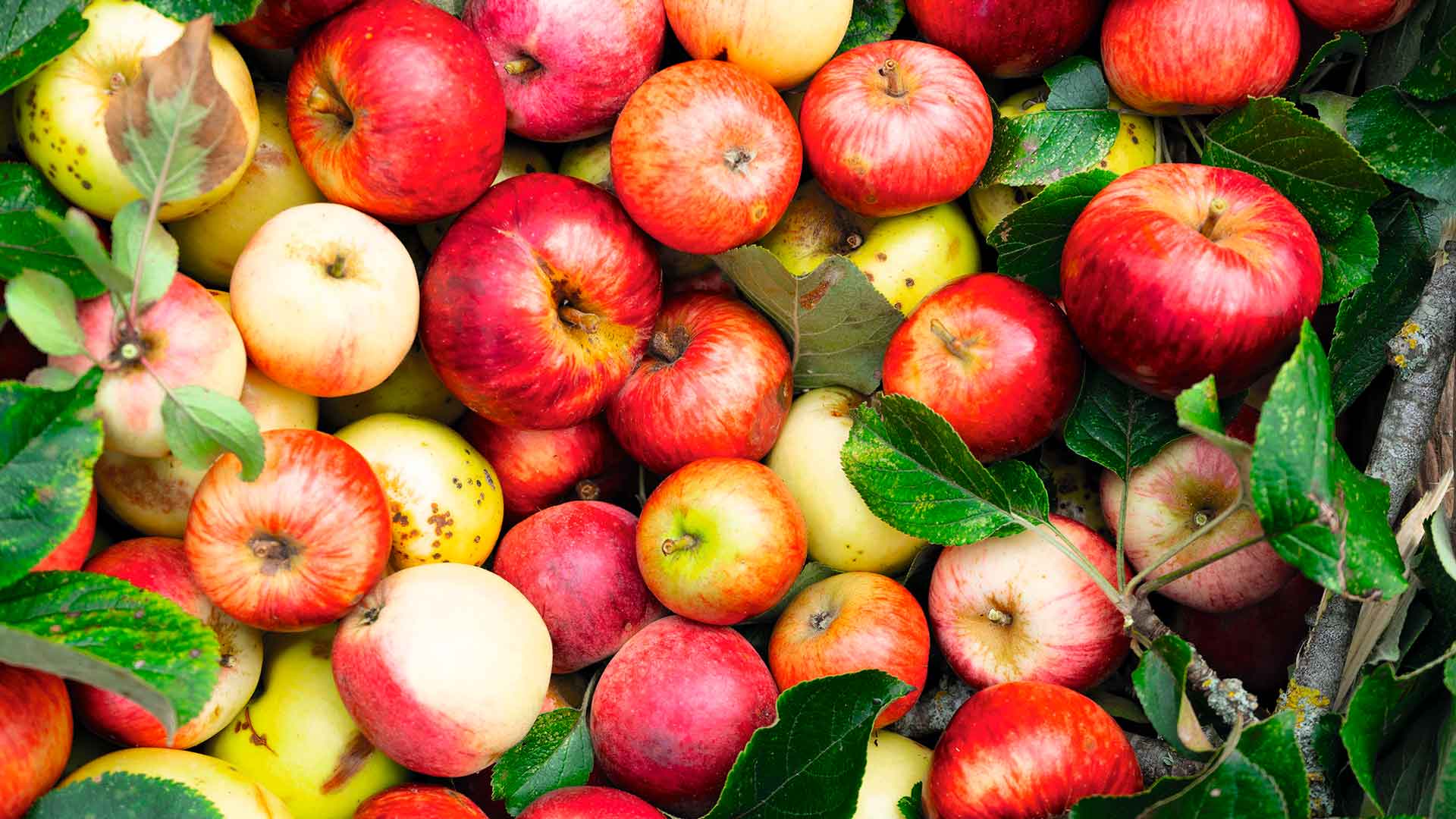 10 datos que (quizás) no sabías de la manzana