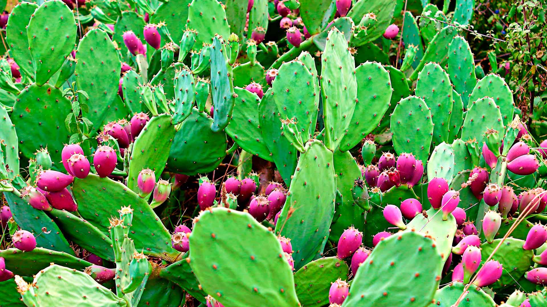 Nopal, tesoro verde de México