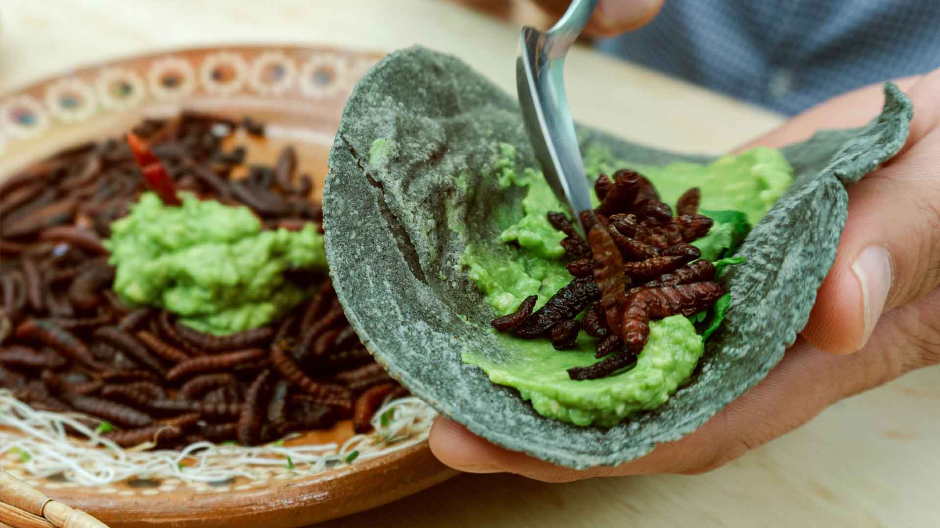 Insectos comestibles: tres manjares que debes probar