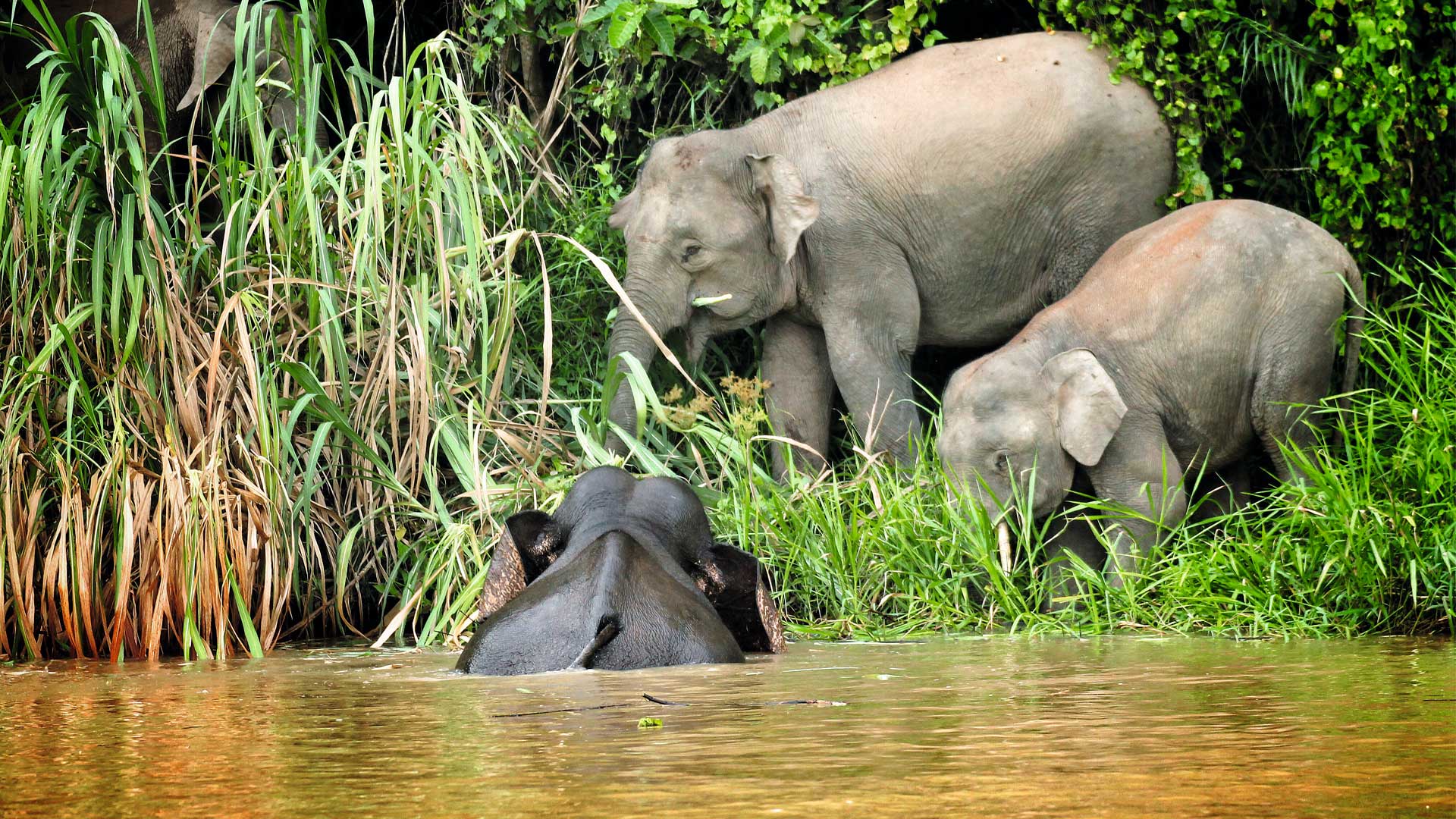 5 viajes en familia inolvidables a la selva