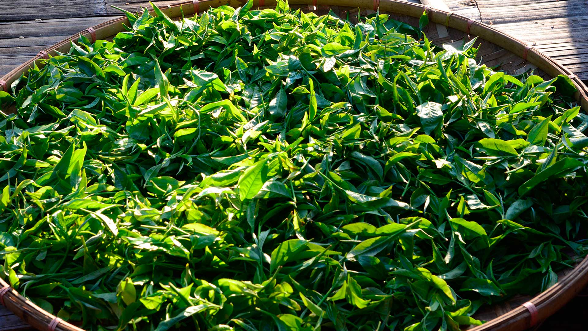 Té Oolong de Kangra: la nueva joya líquida de India
