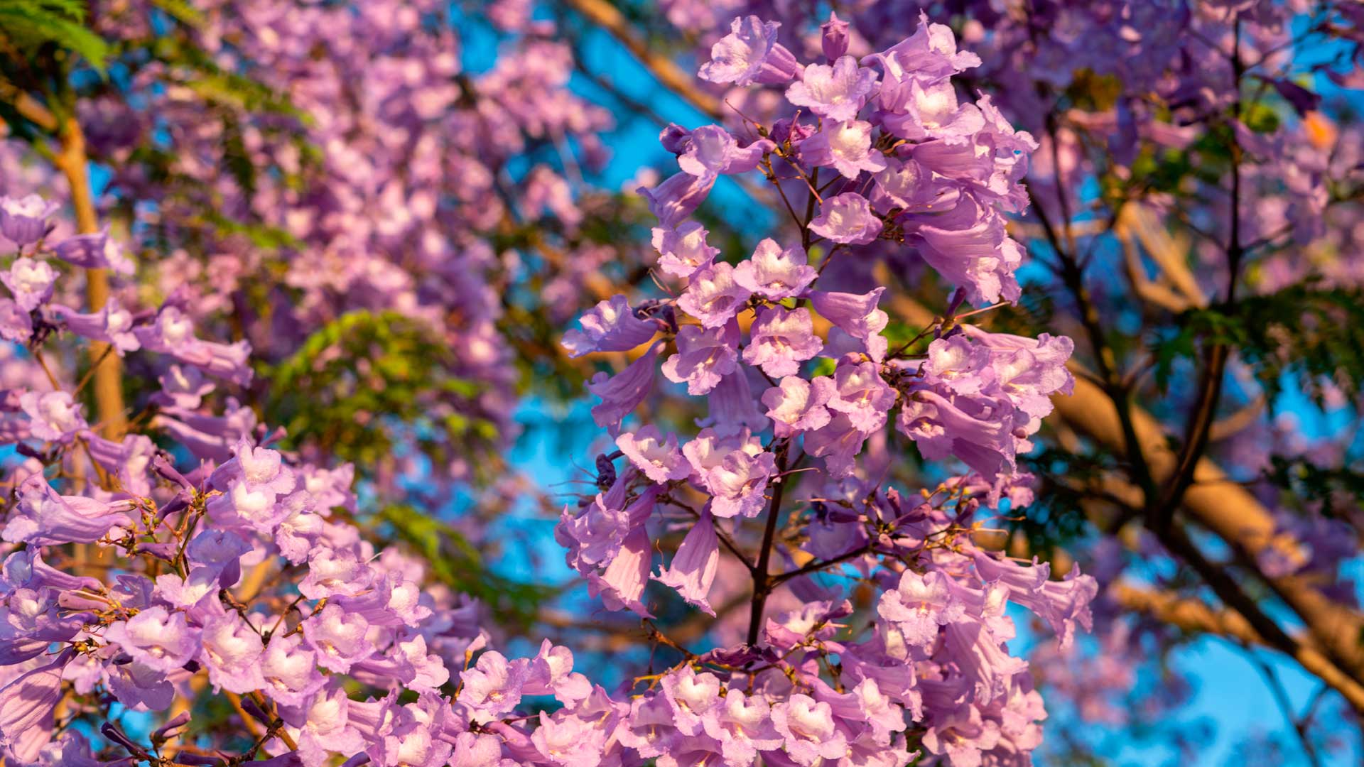 Vive la temporada de jacarandas al estilo The St. Regis