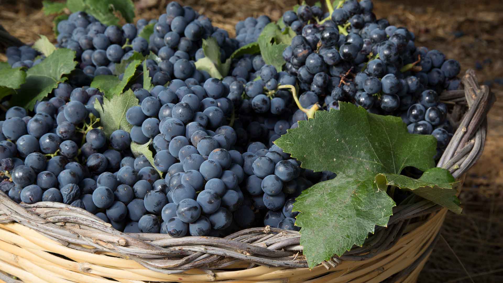 4 etiquetas de Tierras de Uva que tienes que conocer