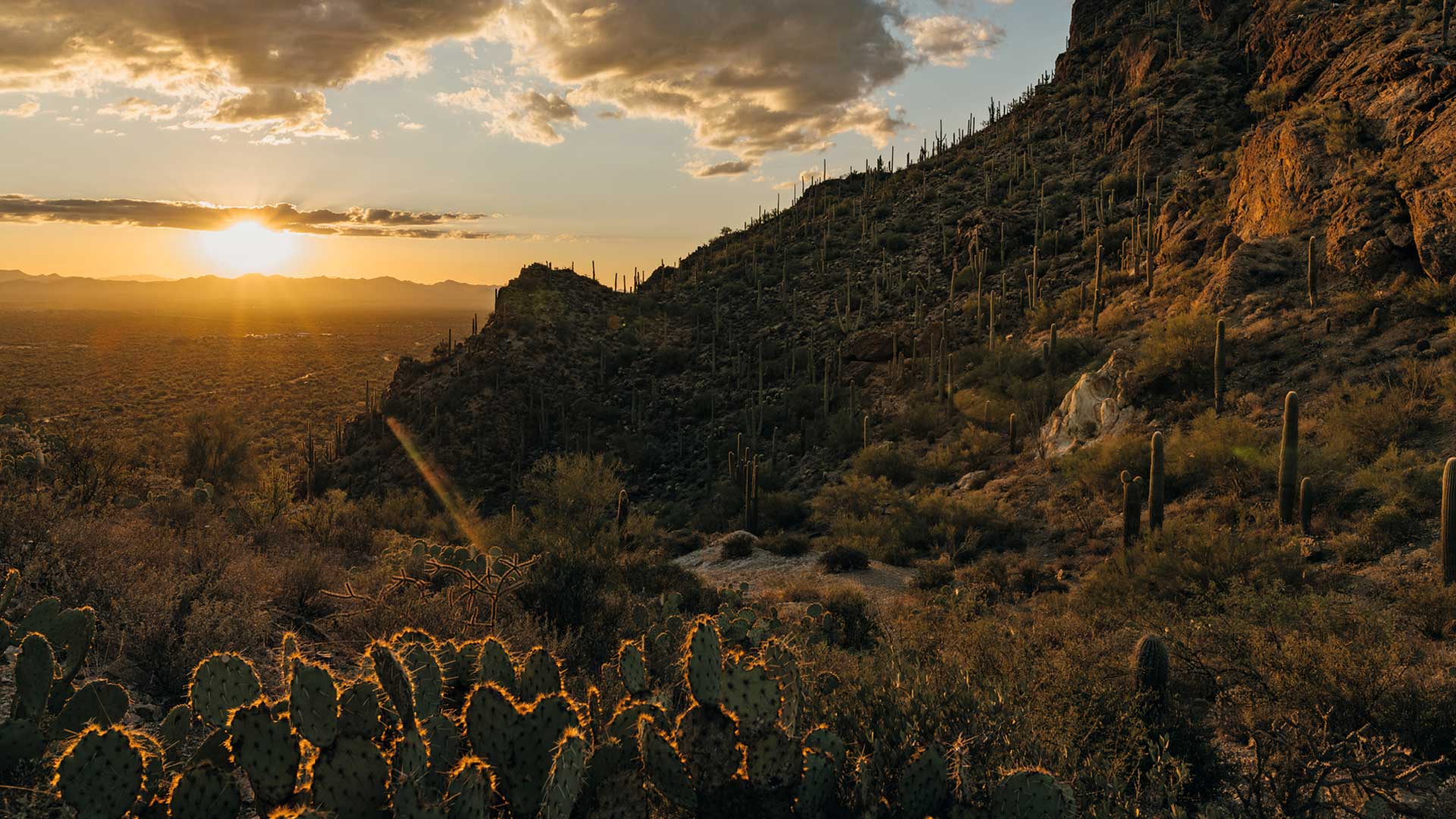 Tucson: la joya del desierto que debes conocer (y saborear)