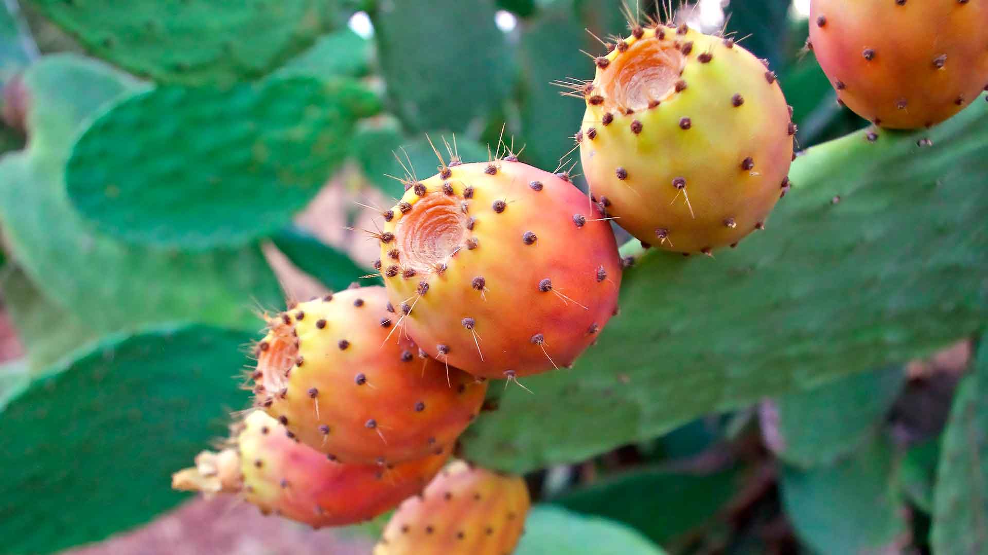 Tuna, la fruta presente en la bandera de México