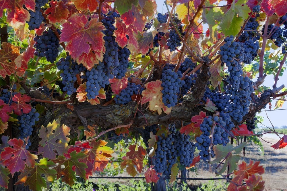 Desfile de vinos californianos en el Grand Tasting 2018