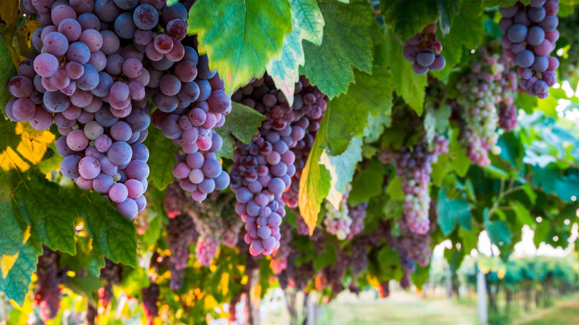 5 vinos de España que debes probar