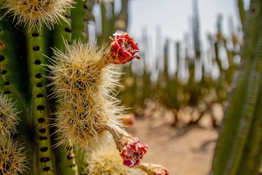 Lo que necesitas saber sobre la pitaya | Food and Travel México