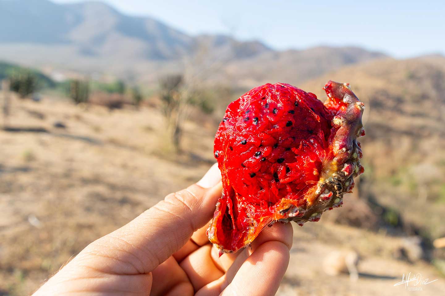 Lo que necesitas saber sobre la pitaya | Food and Travel México