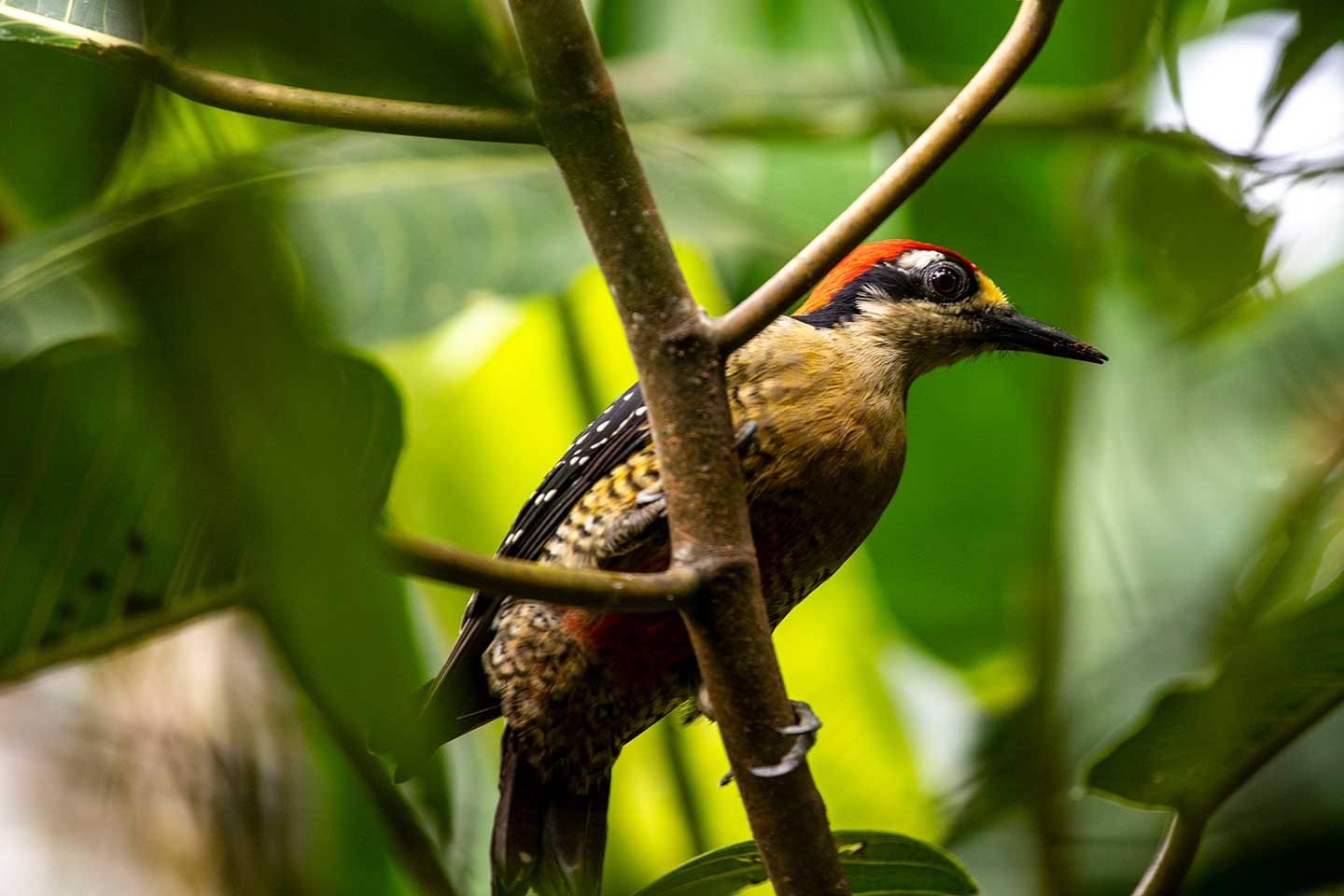 ¡Pura vida al natural en Costa Rica! La fauna tica en imágenes