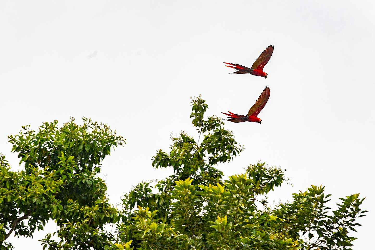 ¡Pura vida al natural en Costa Rica! La fauna tica en imágenes