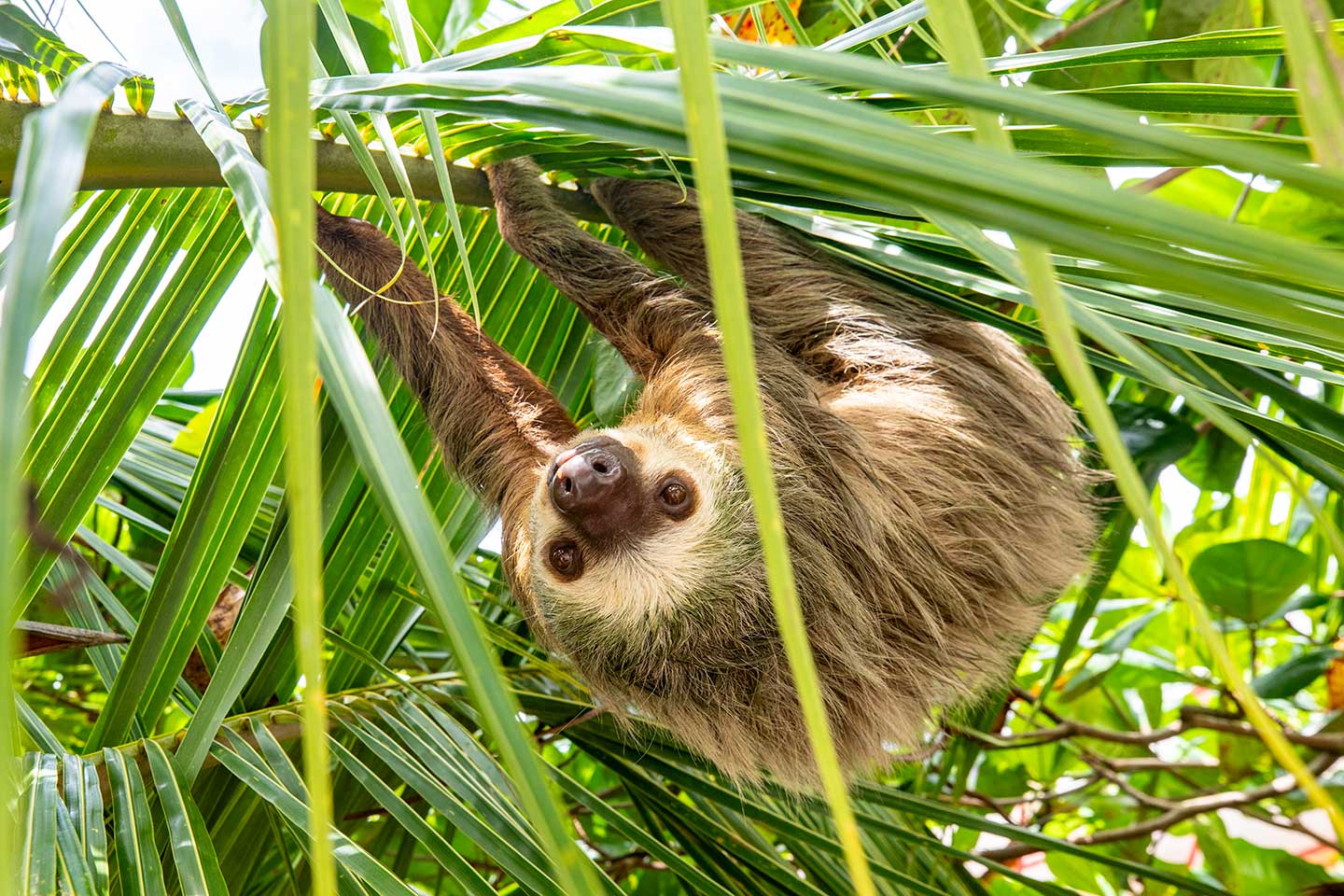 ¡Pura vida al natural en Costa Rica! La fauna tica en imágenes