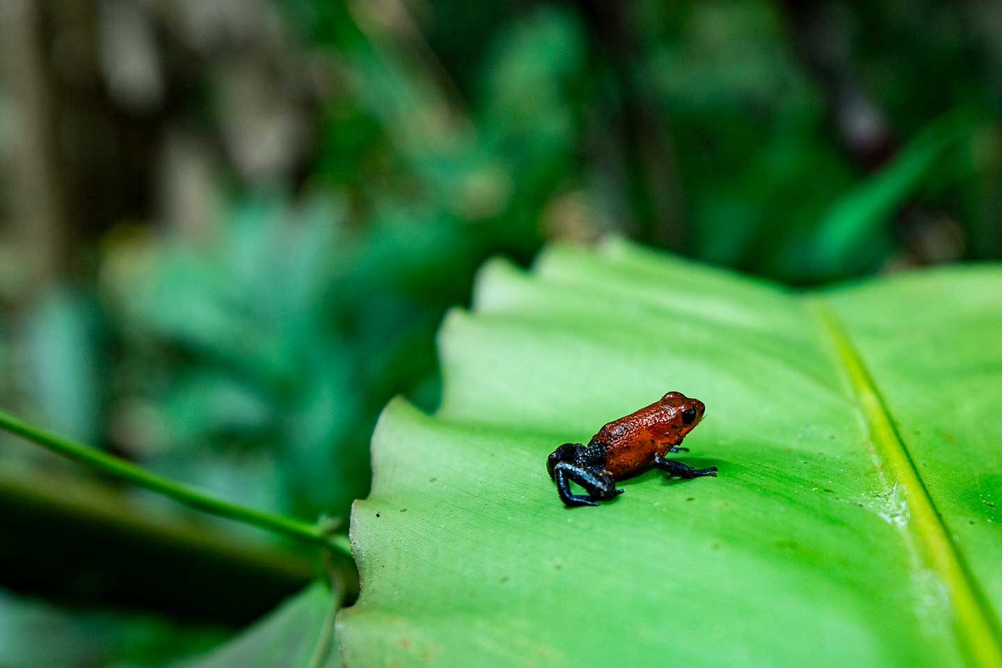 ¡Pura vida al natural en Costa Rica! La fauna tica en imágenes