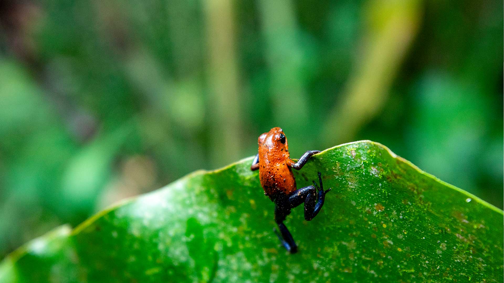 ¡Pura vida al natural en Costa Rica! La fauna tica en imágenes