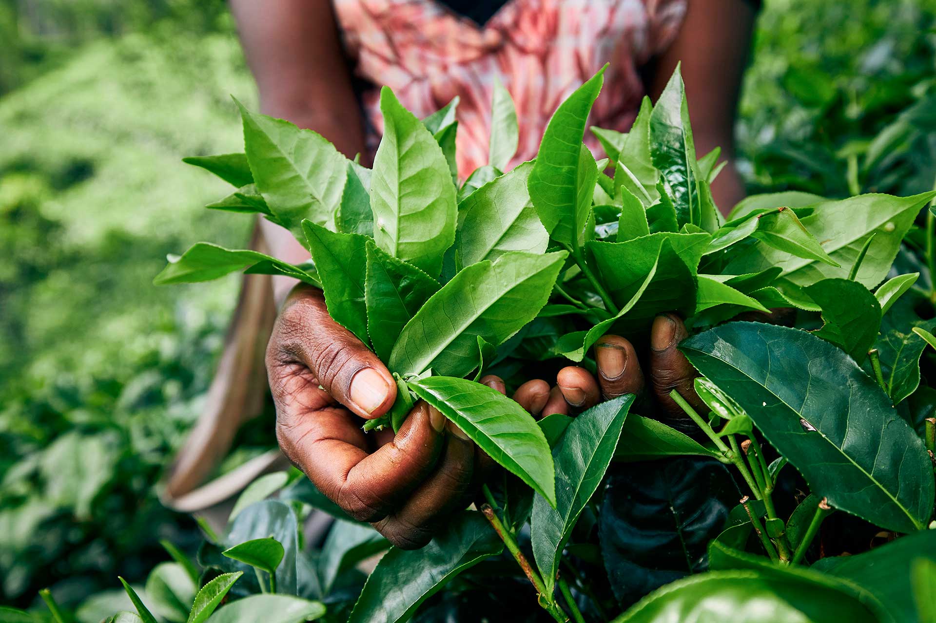 Camellia Sinensis Vs. Camellia Assamica: ¡Mano a mano en el mundo del té!