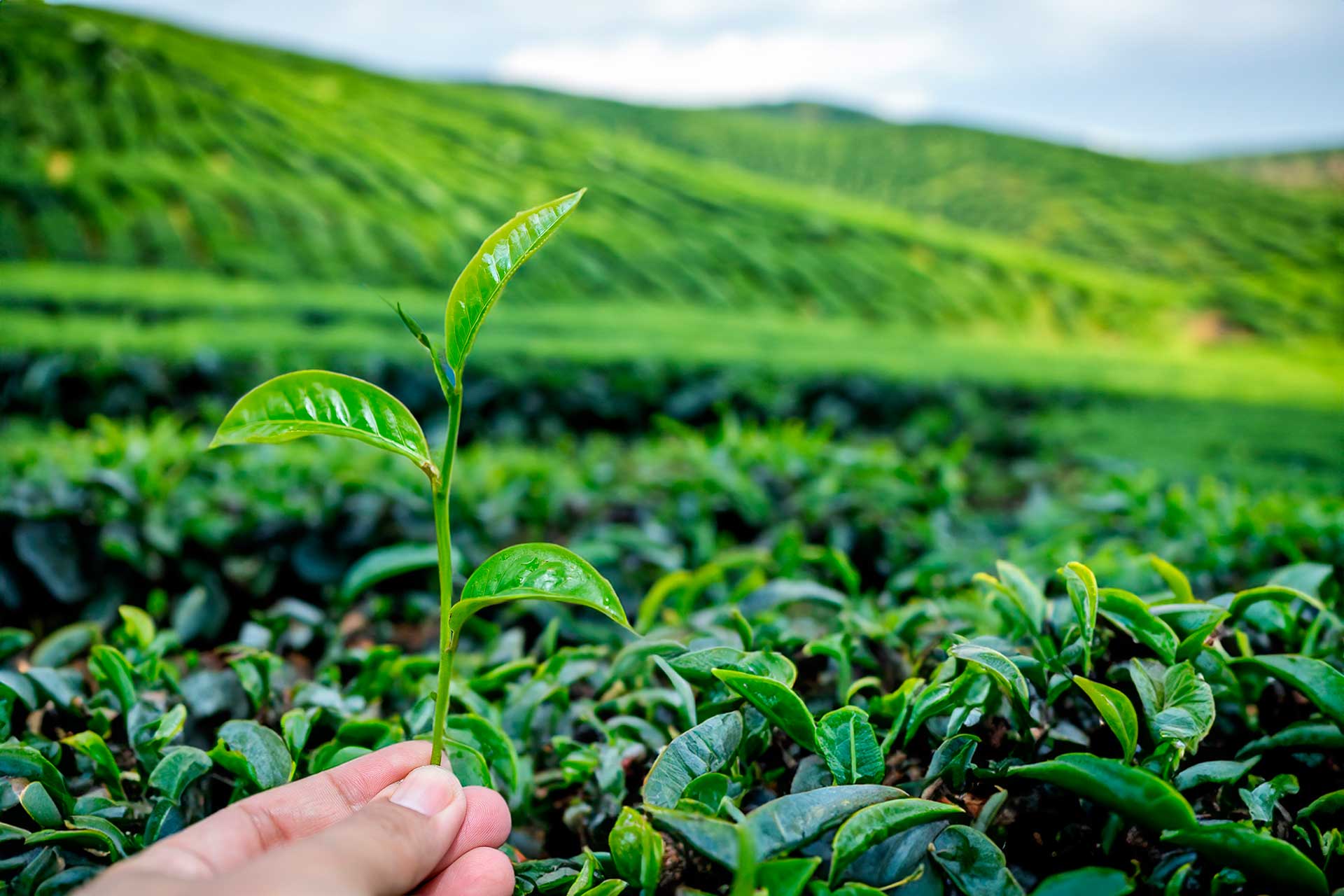 Camellia Sinensis Vs. Camellia Assamica: ¡Mano a mano en el mundo del té!