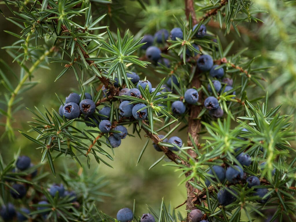 Conoce la historia de la ginebra y los secretos de Gin Mare