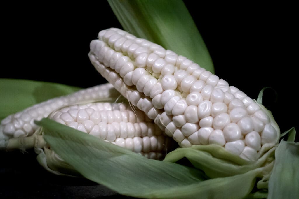 Conoce cuáles son los principales tipos de maíz mexicano