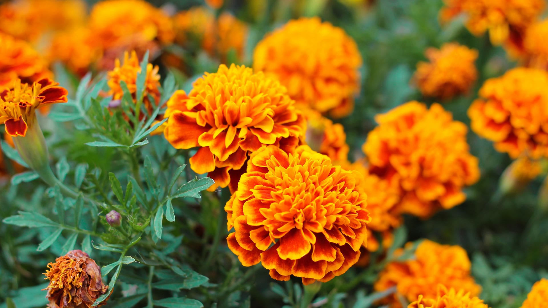 La leyenda del cempasúchil, flor mexicana del Día de Muertos