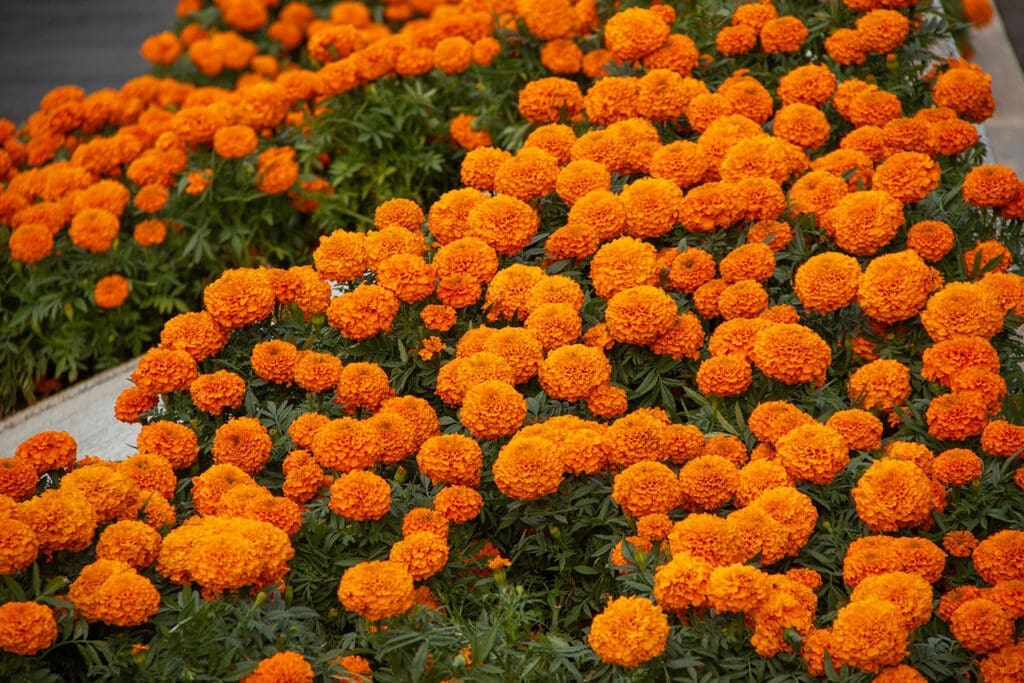 La leyenda del cempasúchil, flor mexicana del Día de Muertos