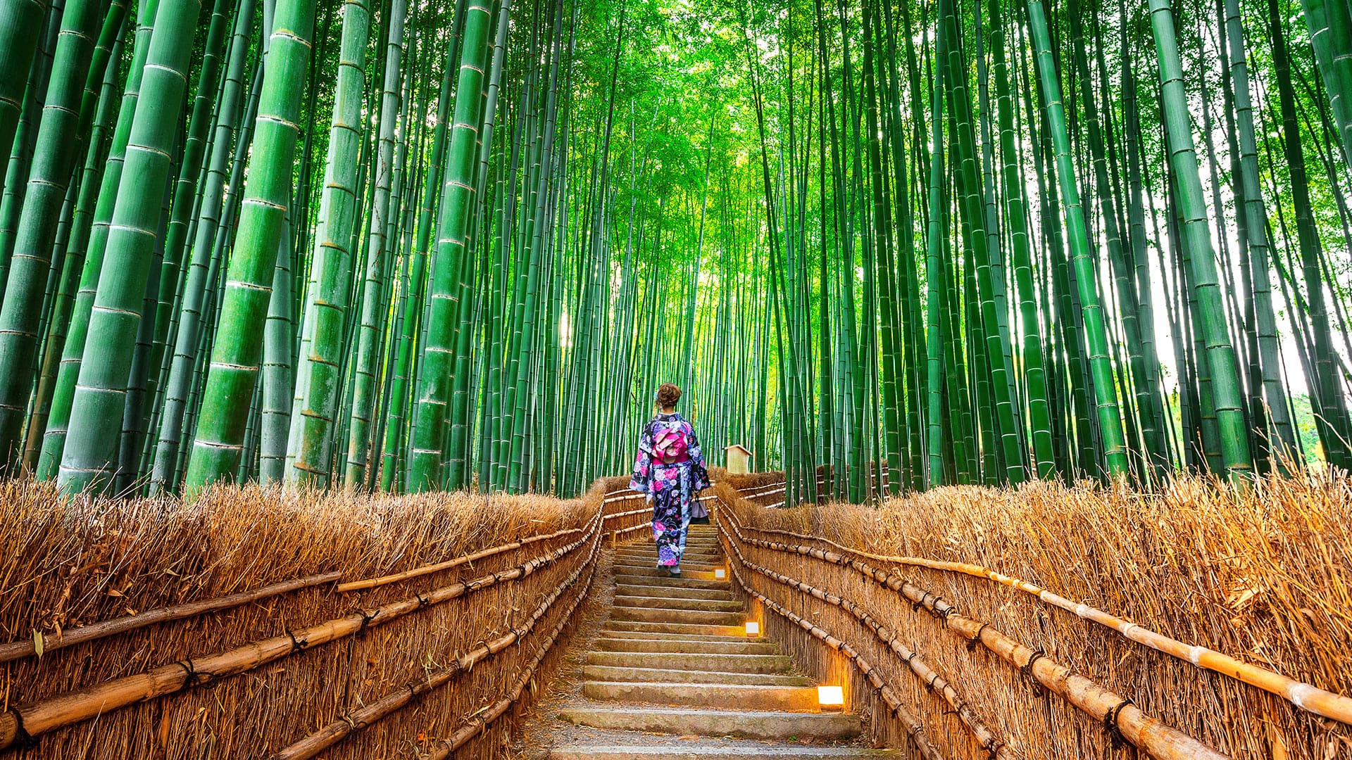 ¡Estos son los bosques más impresionantes del mundo!