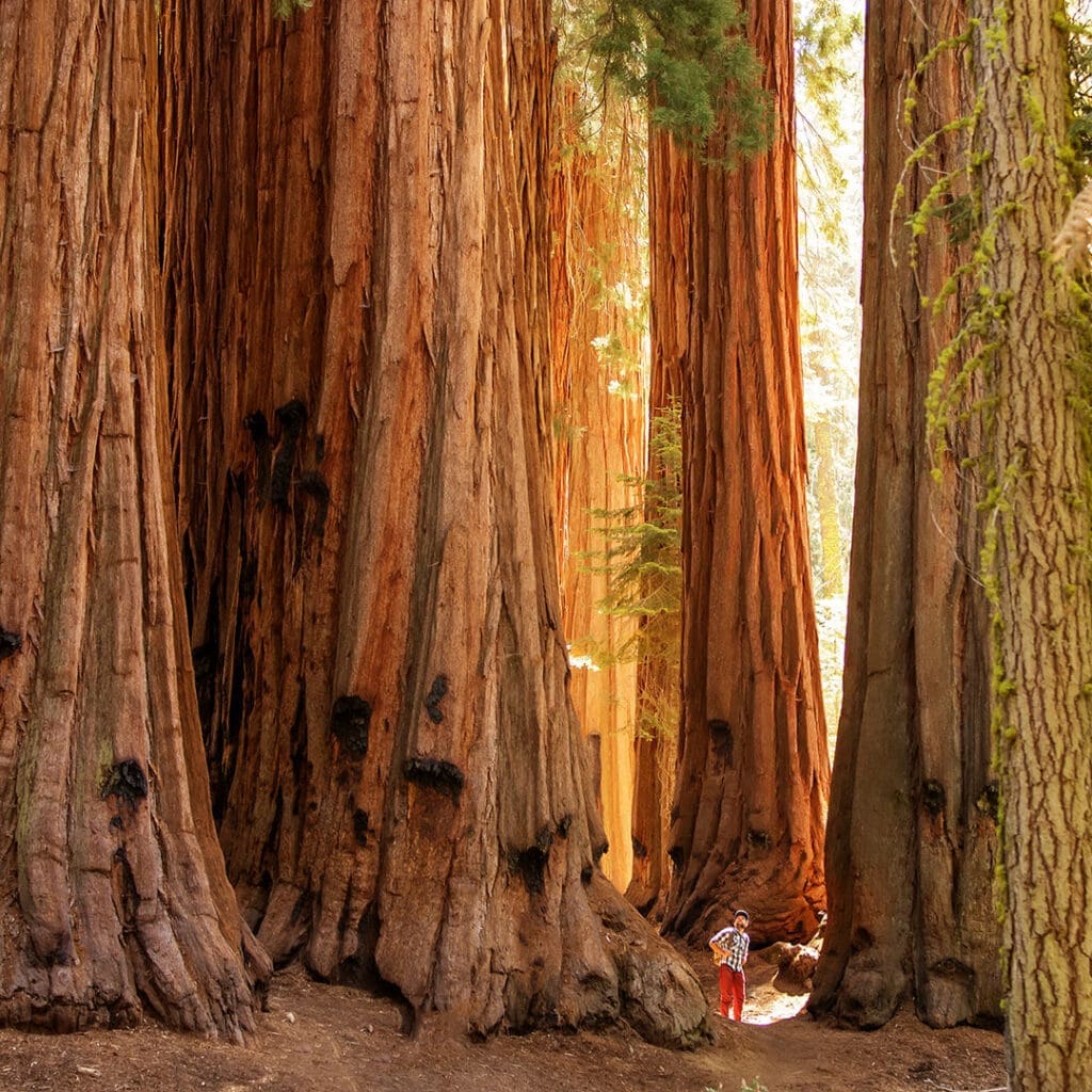 ¡Estos son los bosques más impresionantes del mundo!