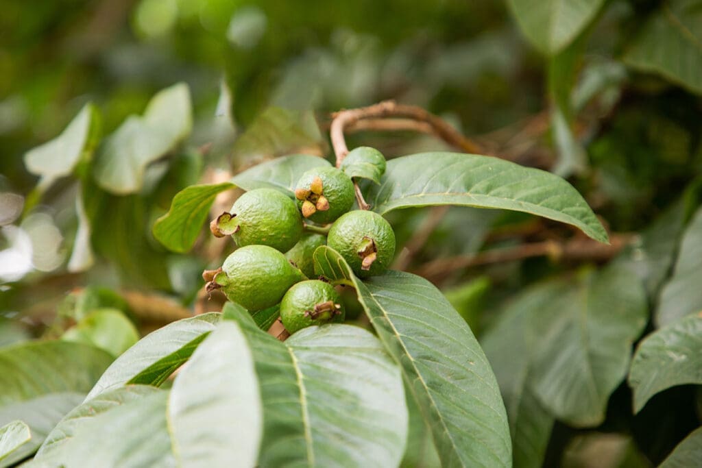 Plantas aromáticas que no pueden faltar en la cocina mexicana