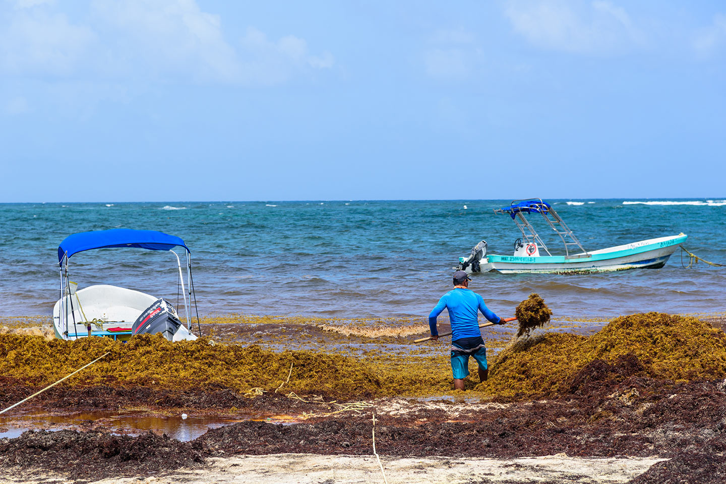 ¿Qué es el sargazo y cómo puede impactar tu visita al mar Caribe?