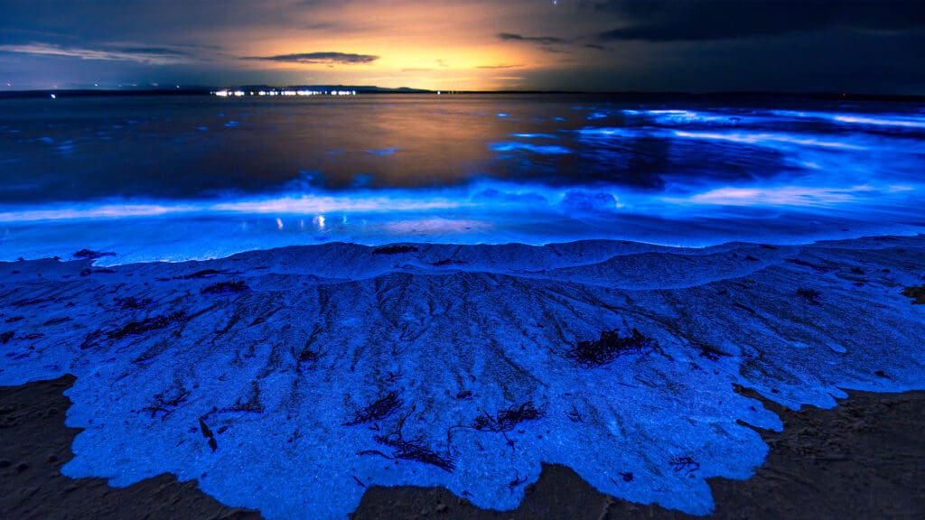 4 playas bioluminiscentes en México para visitar de noche