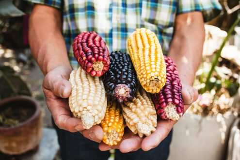 La diferencia entre maíz híbrido y transgénico: qué dice tu elote