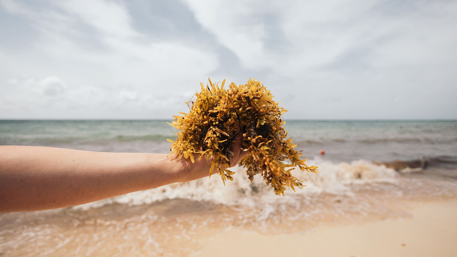 Caribe Circular: la gran alianza para transformar el sargazo